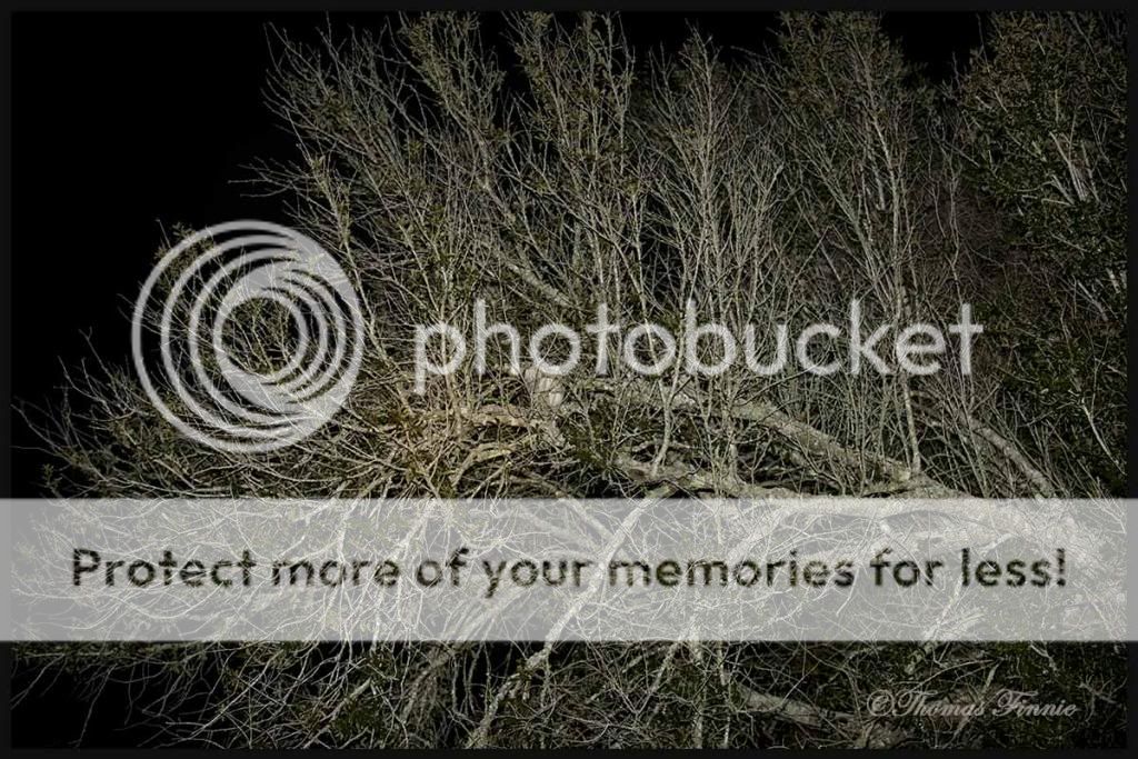 Nature & Wildlife - Photography - FM Forums