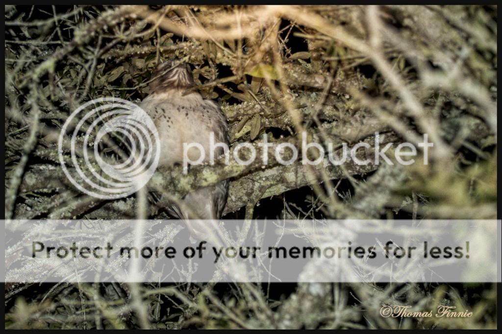 Nature & Wildlife - Photography - FM Forums